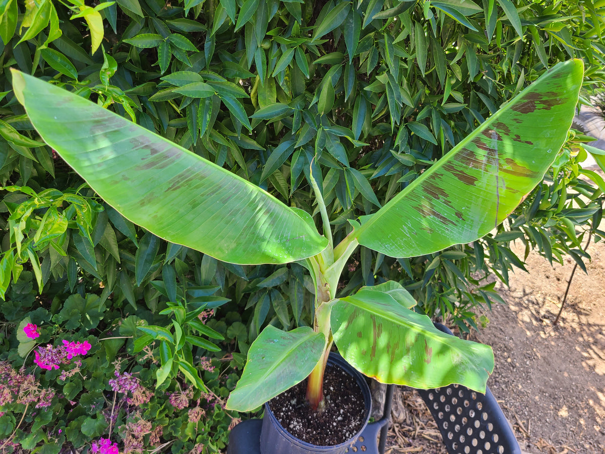 Musa "Double Mahoi" – Barsch Tropicals