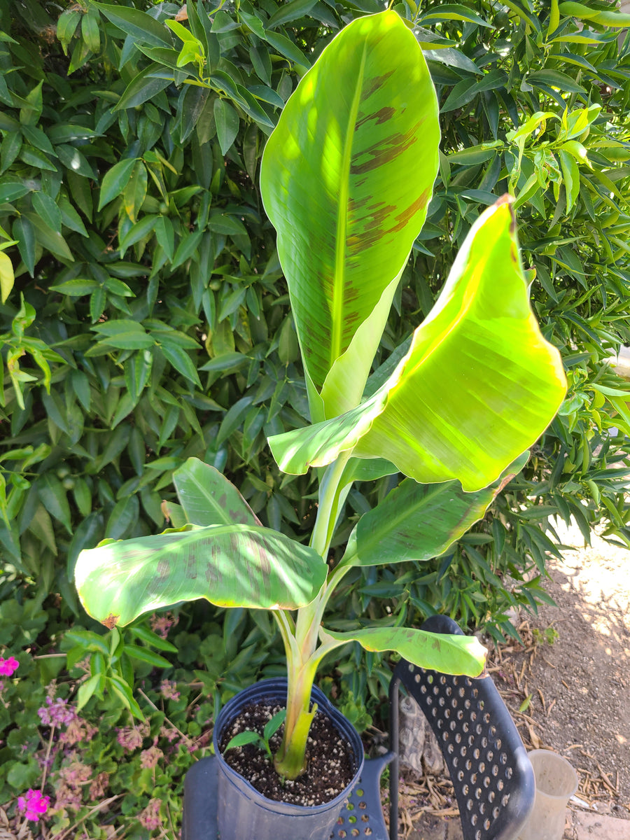 Musa "Gran Nain" – Barsch Tropicals