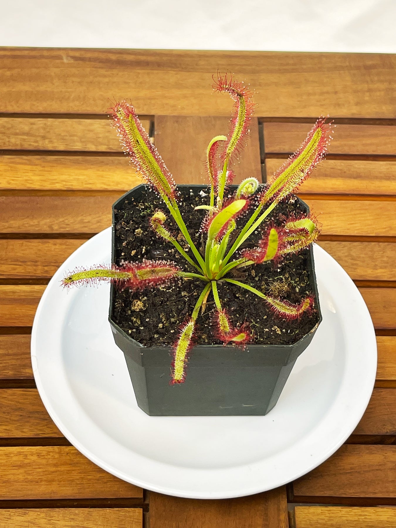 Drosera capensis - 'Cape Sundew' – Barsch Tropicals
